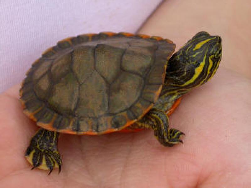 Alabama Red Bellied Turtle Outdoor Alabama